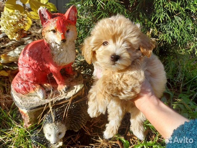 Мальтипу мини малыши ф1