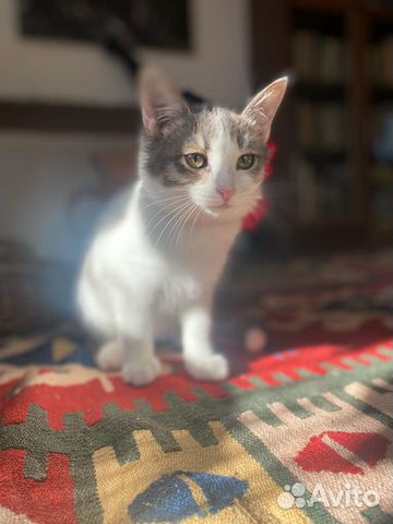 Котёнок 3,5 мес в добрые руки