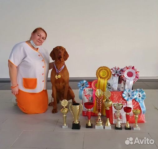 Вязка.Венгерская выжла