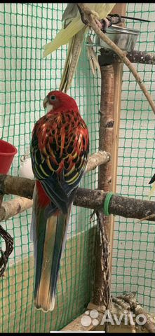 Продам/обменяю попугя