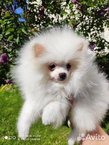 Шпиц мальчик Дэни