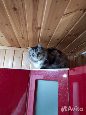 Кошка бесплатно