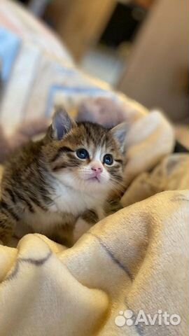 Шотландские котята