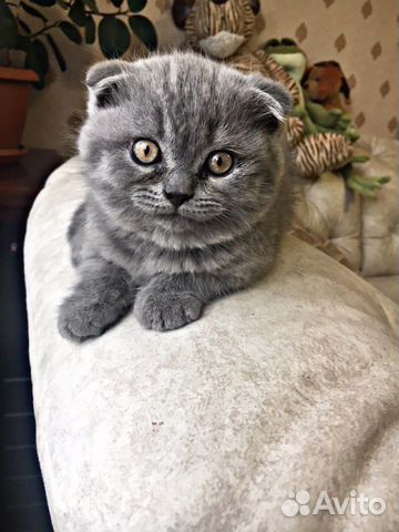 Шотландский вислоухий котенок(Scottish Fold)