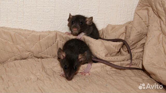 Крысята 1-1,5мес большой выбор