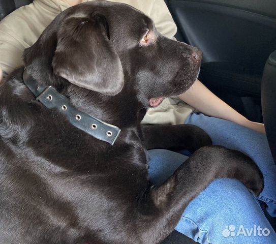 Отдам лабрадора
