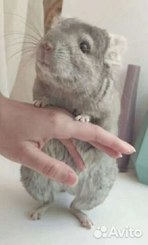 Серебристая шиншилла