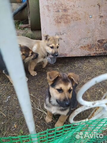 Щеночки овчароиды в добрые ручки