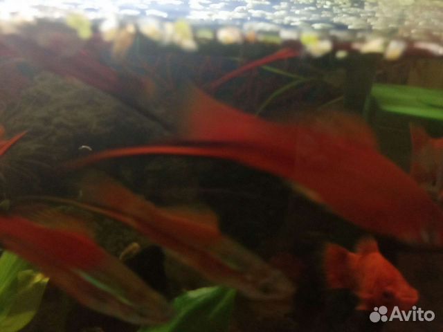 Рыбки меченосцы мальчики