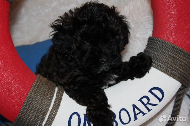 Мальтипу F 1 мальчик