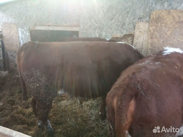 Бычки и быки телки герефорд