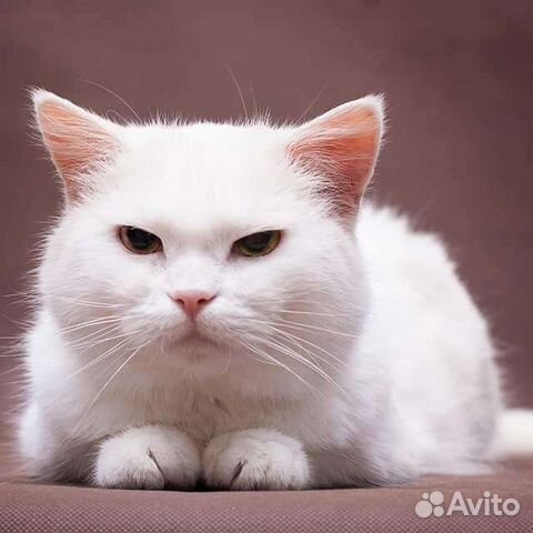 Старость тоже хочет любви