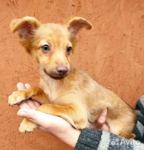 Мальчик ксоло мини, пуховый