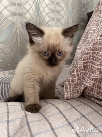 Котята