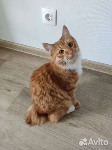 Кошки курильский бобтейл