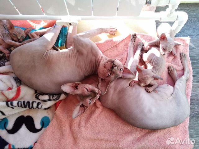 Котята Канадского сфинкса