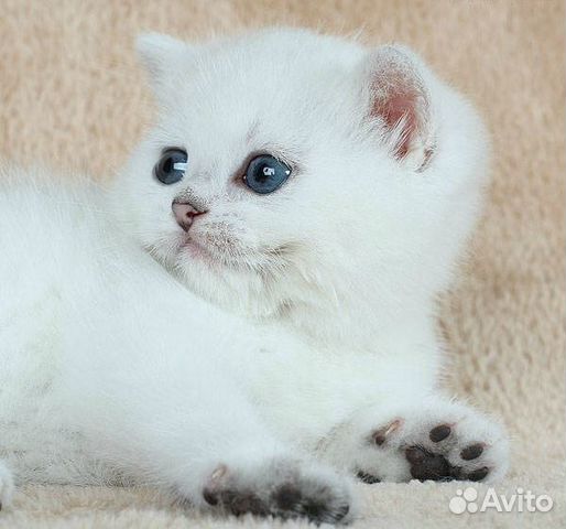 Британские котята серебристой шиншиллы