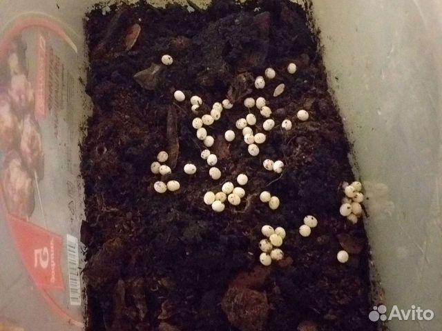 Сухопутные Улитки