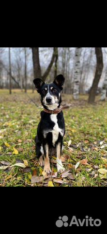 Небольшая собачка Офелия ищет дом