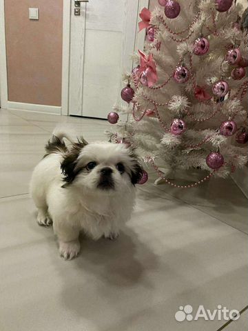 Пекинес для вязки