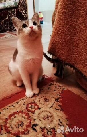 Кошечка подросток