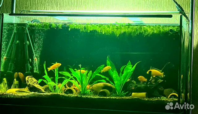 Лабидохрoмис Eллоу