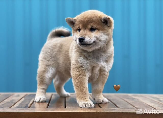 Сиба (Шиба) Ину