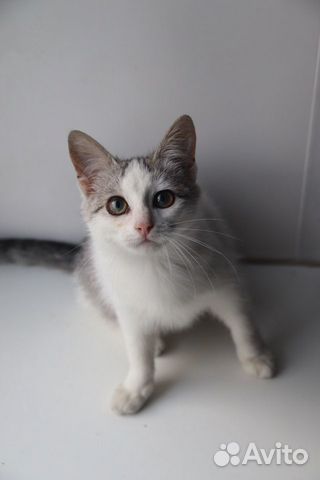 Котята котенок японский бобтейл