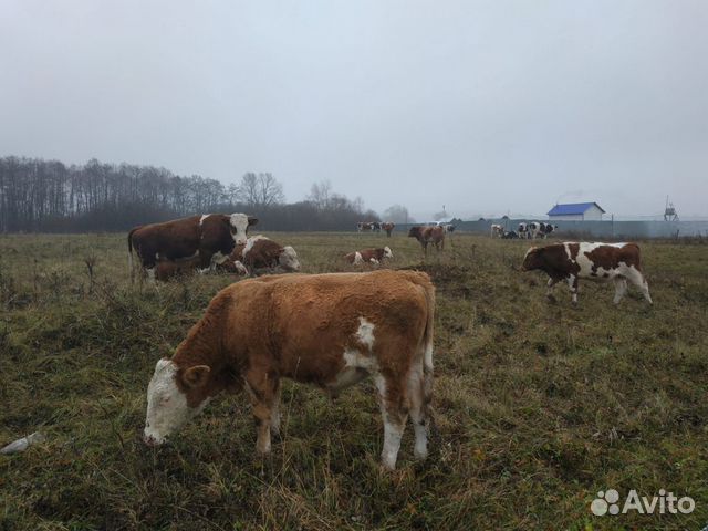 Телята бычки