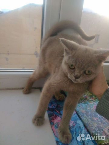 Шотландский кот