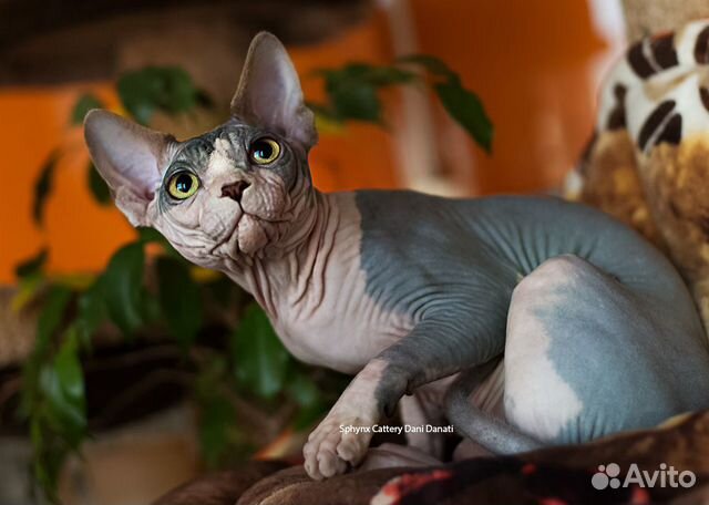 Шоу котик сфинкс