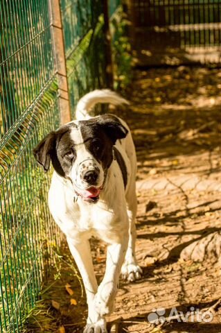 Среднеазиатская овчарка бизкий метис, щенок