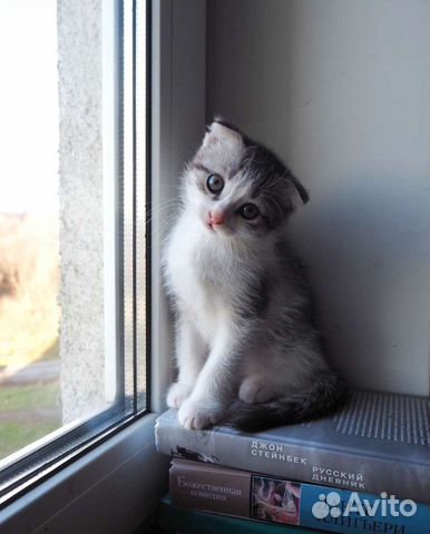 Умненькая вислоухая котенок-девочка