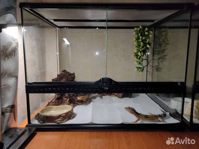 Иранский эублефар с террариумом