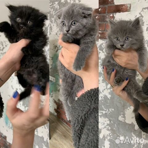 Котята в добрые руки бесплатно