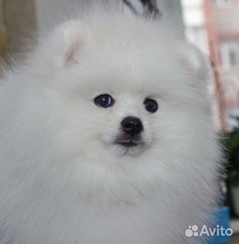 Белый померанский шпиц