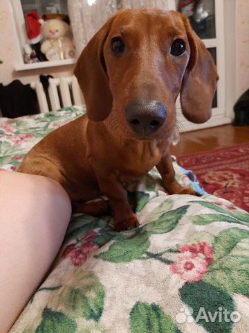 Отдадим Таксу в добрые руки