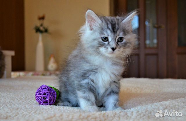 Котенок