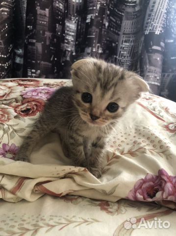 Шотландская вислоухая кошечка