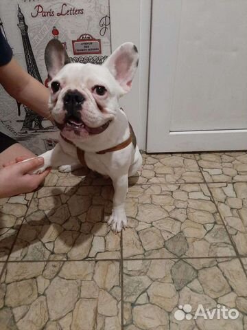 Французский бульдожик