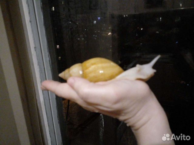 Улитка Ахатина желтая Альбино