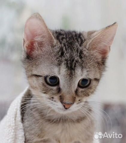 Очень ласковый котенок