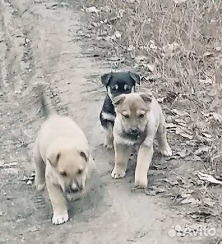 Щенки с доставкой