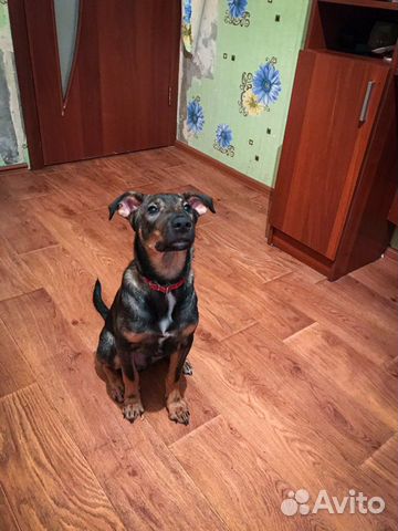 Щенок в добрые руки