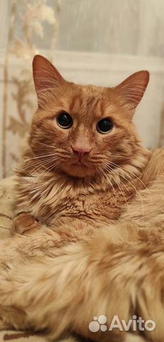 Брутальный мачо