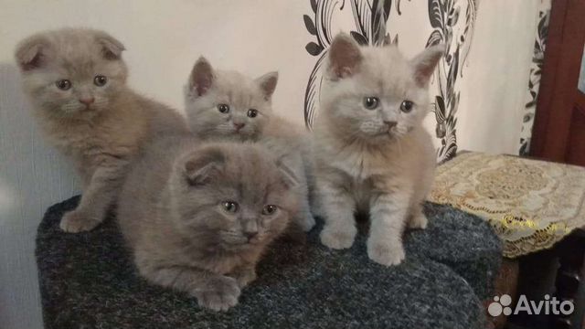 Британская