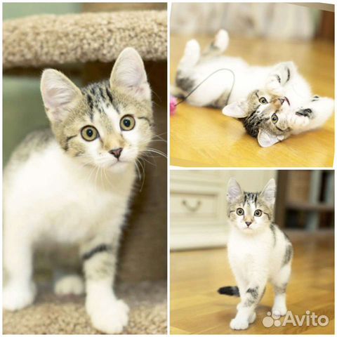 Котёнок, котята крошка в добрые руки