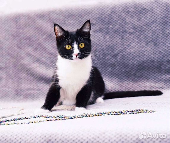 Котенок Мия