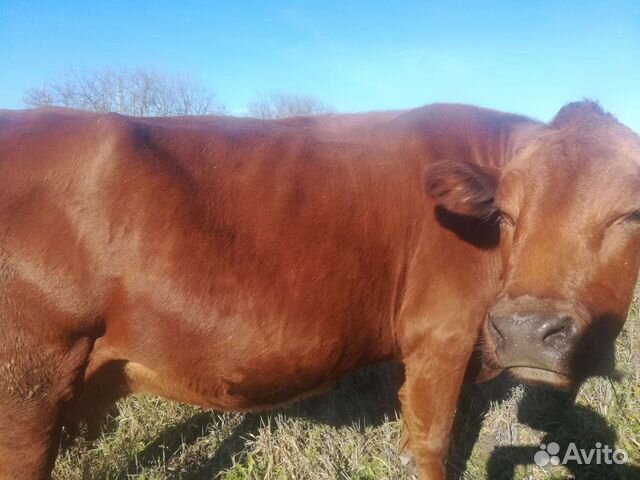 Корова стельная