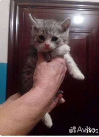 Котёнок в добрые ручки